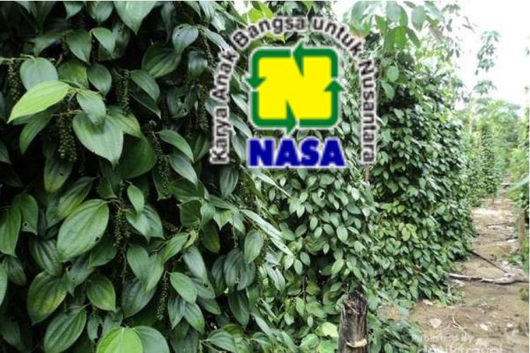 Budidaya Lada - Produk Herbal Nasa