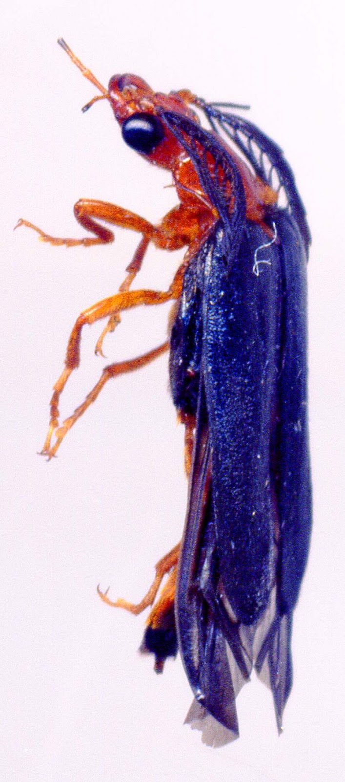 虫頭: 鉄道虫 (Phengodes sp.) Glowworm Beetle