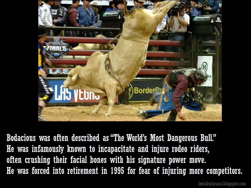 Bodacious The Bull