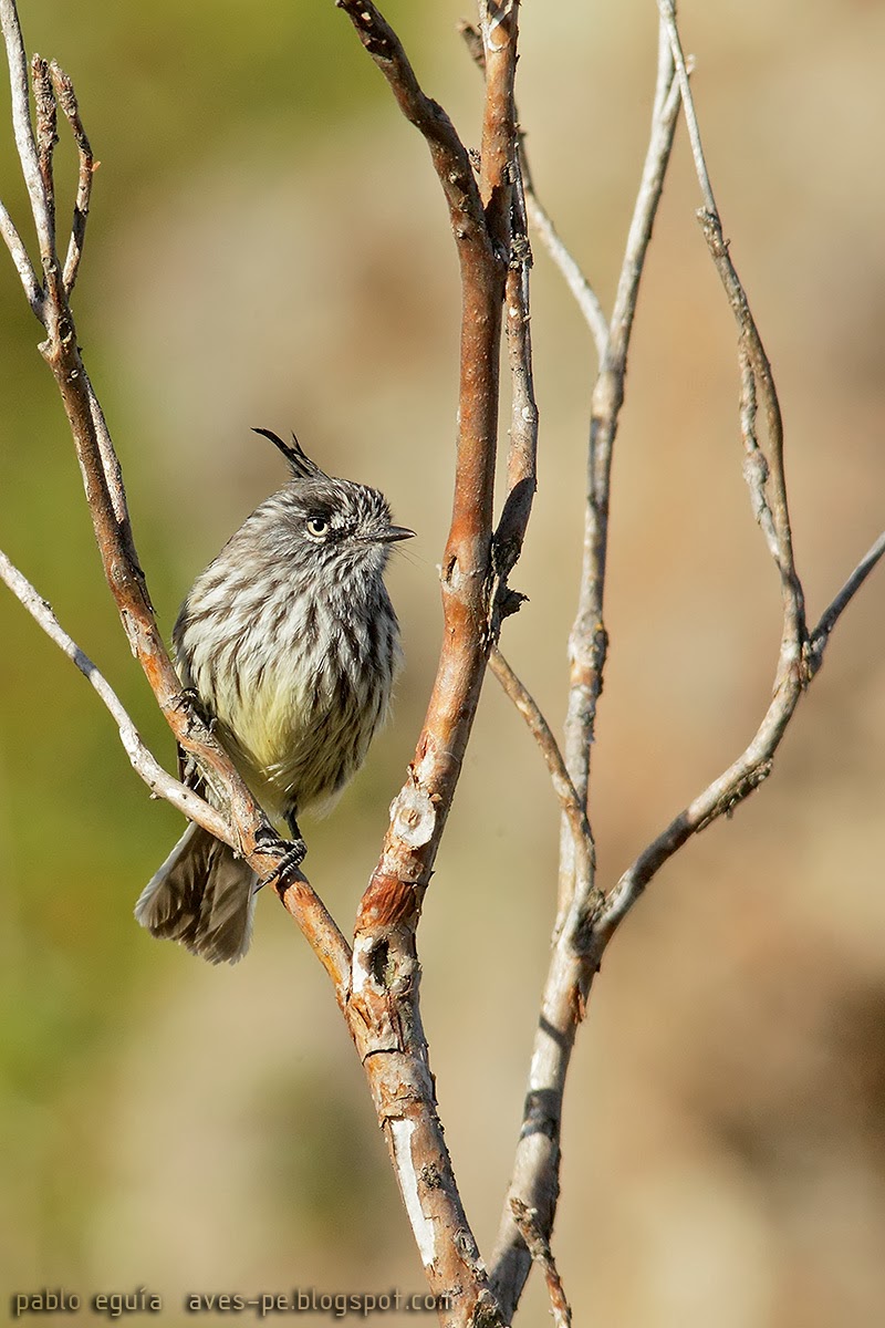 mis fotos de aves: Anairetes parulus Cachudito Pico Negro Tufted Tit-tyrant