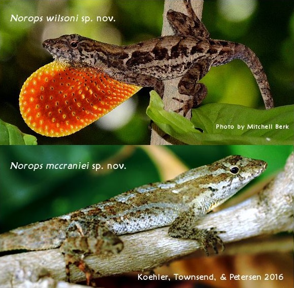 Species New to Science: [Herpetology • 2016] A Taxonomic Revision of ...