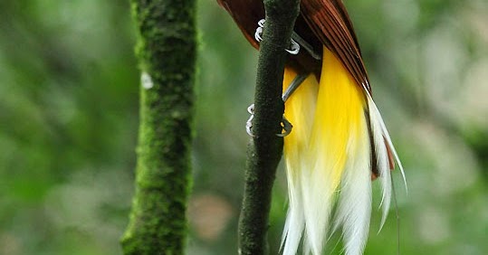 Variety of Life: Paradisaeidae