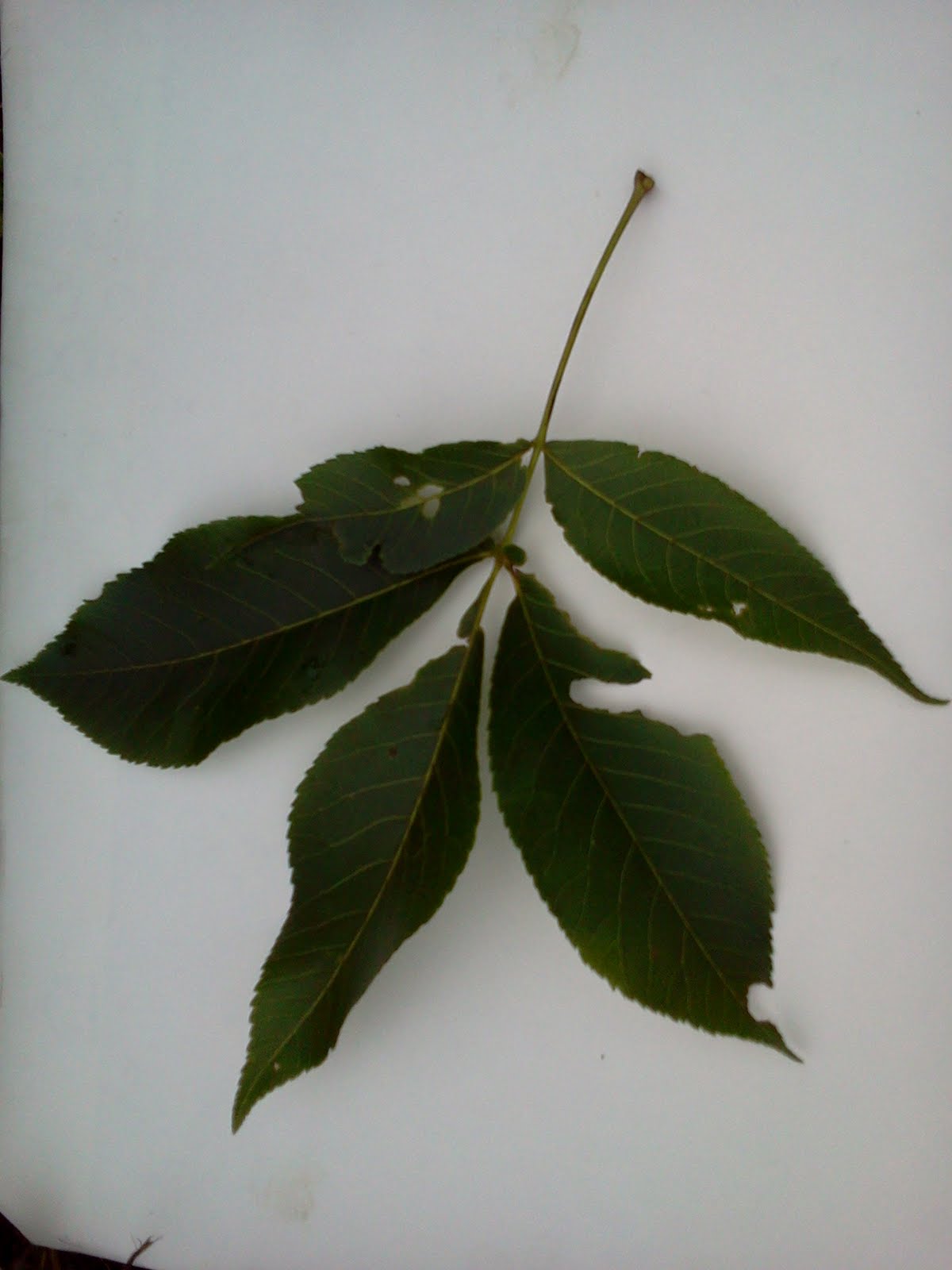 Colegrove's WV Forest and Rail adventures: Cabell County Tree ...