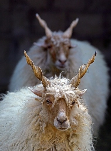 Content in a Cottage: Racka Sheep with Unique Spiral Horns
