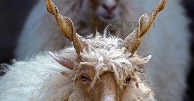 Content in a Cottage: Racka Sheep with Unique Spiral Horns