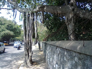 Prakruti -Mother Nature: The Magnificent Banyan Tree "Vata Vriksha"