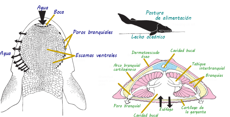Ciencias de Joseleg: El cráneo de los peces sin mandíbula