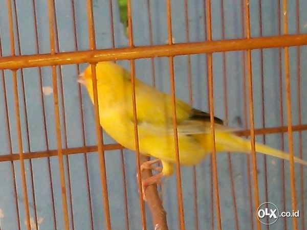 Jual Kenari F2 Ys Body Besar, Suara Nyaring | Burung 9
