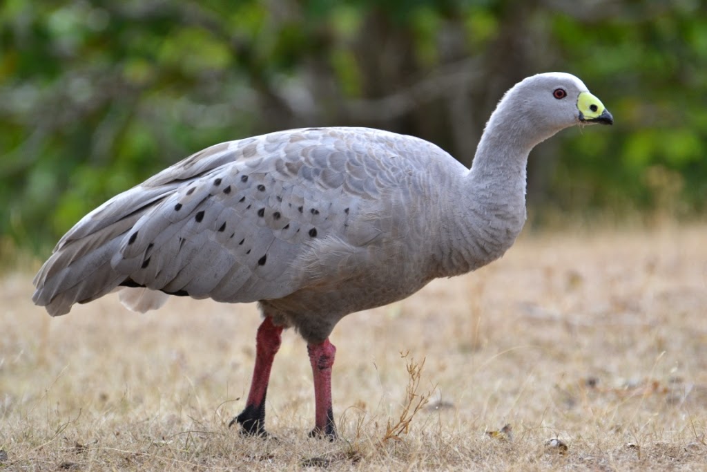 Bird of the Day: Cape Barren Goose