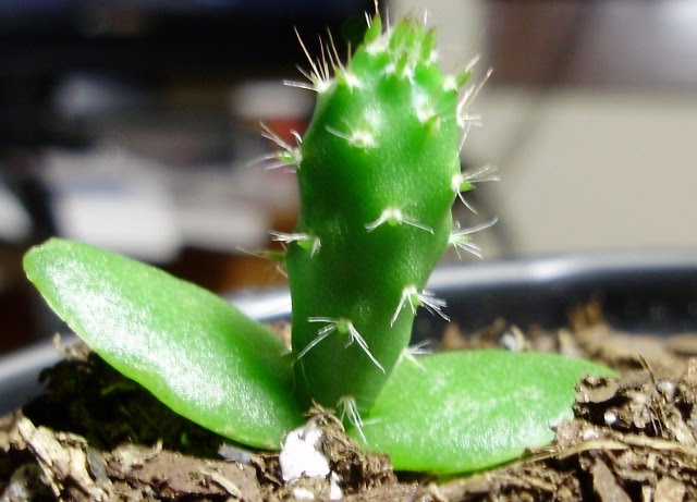 Tropical Plants By T-Bird: Prickly Pear Cactus Seedling Update