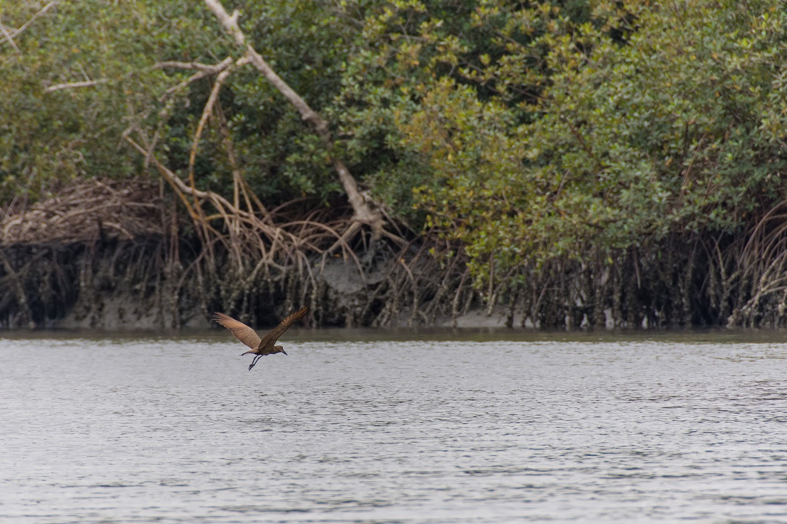 Notre aventure au Gabon: AKANDA PARC suite: photos d'un pro