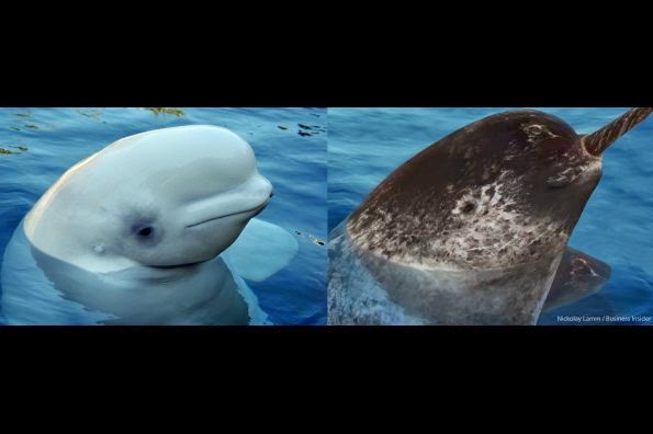 Horn fish Narwhals: June 2014