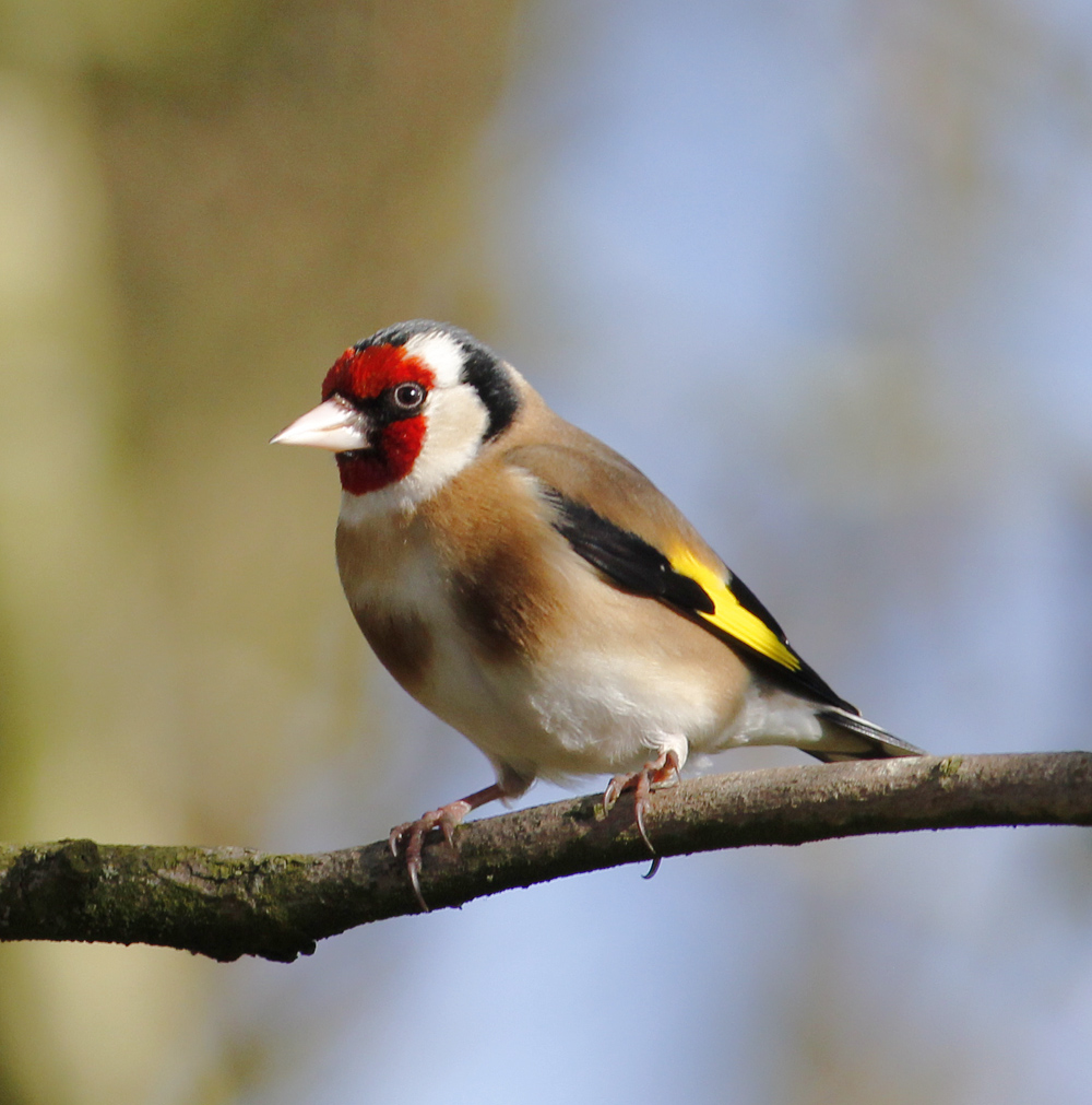 Another Bird Blog: Fat Is Good