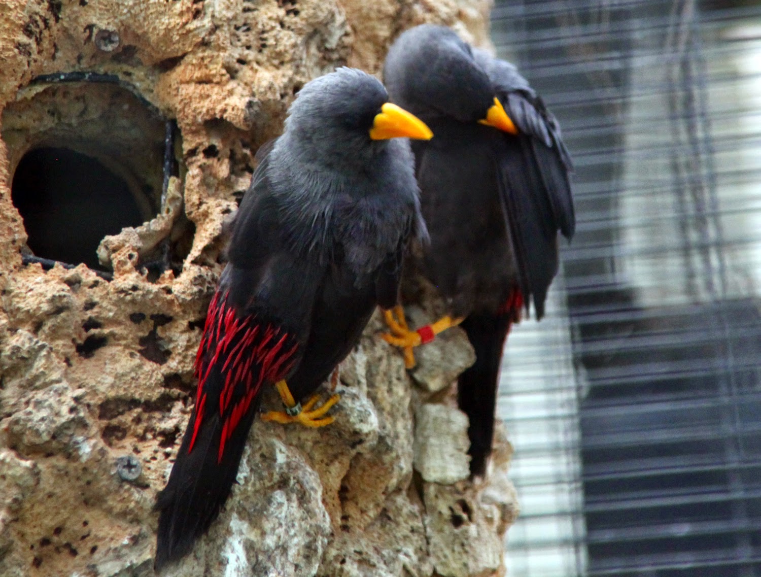 Kumpulan Foto Burung Rio-Rio Terbaik | Bang Kicau NG