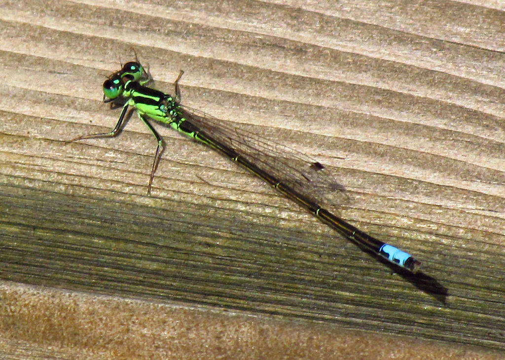 Earth and Space News: Eastern Forktail Damselfly Habitats: Black-Tipped ...