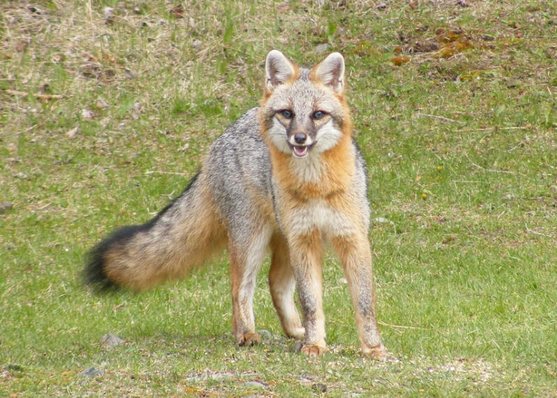 North Shore Nature: Gray Fox on the Sibley Peninsula