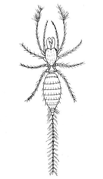 Real Monstrosities: Microwhip Scorpion