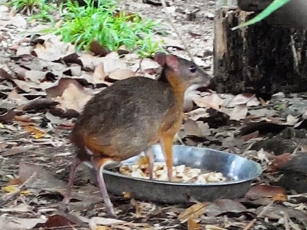 lamanpahang: Sang Kancil di Zoo Teruntum Kuantan, Pahang, Malaysia.