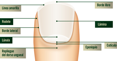 Curso de Acrílico y Gel para Profesionales: Morfología de las uñas