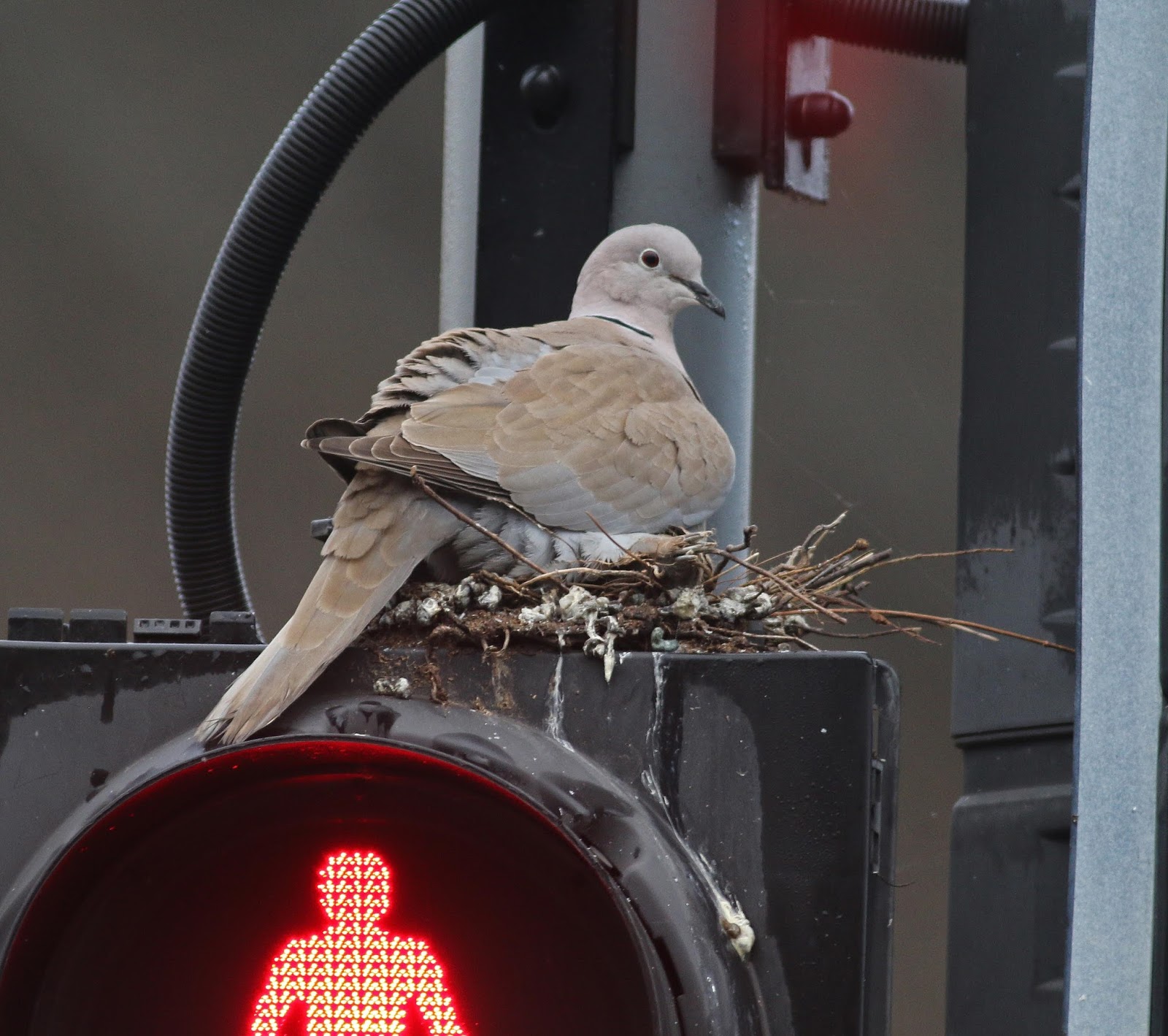 Nature in the Heart of England: Banbury: Urban Collared Doves