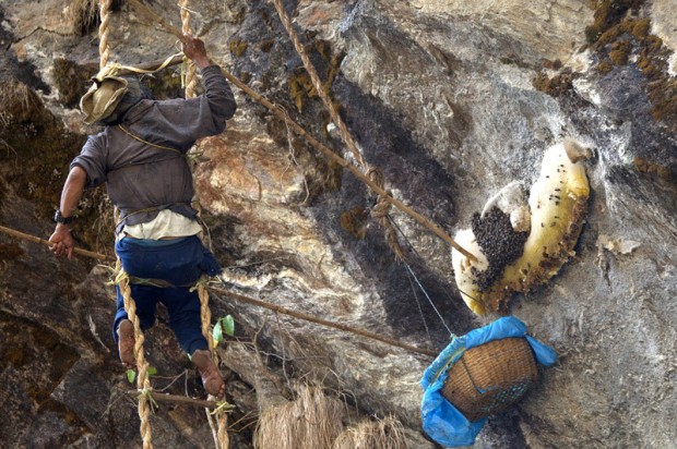 Madu Batu Herba Himalaya: Madu Batu Herba Himalaya