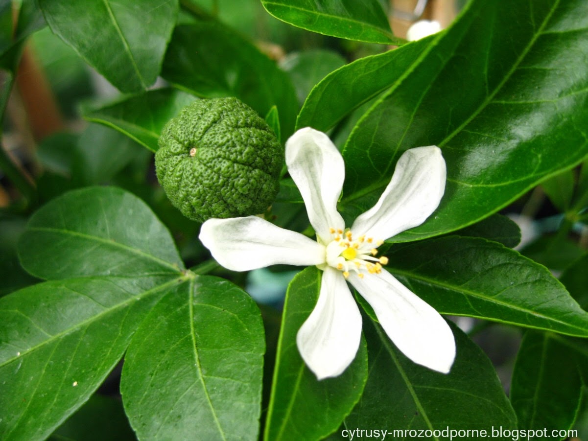 Cytrusy Mrozoodporne: Citrandarin