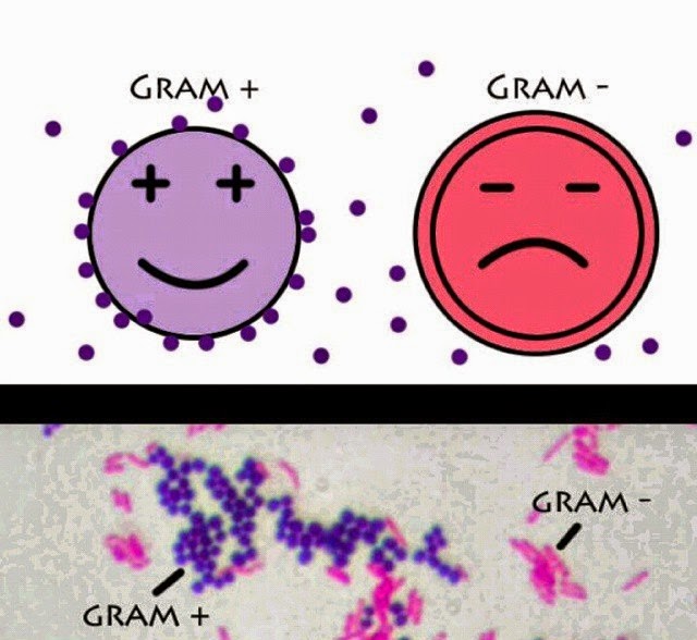 Bio Research: Aprendendo a técnica de Coloração de Gram