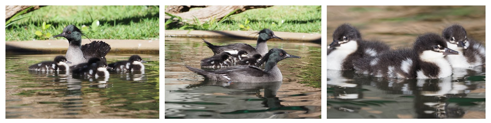 SOCIAIS CULTURAIS, GASTRONOMIA E ETC: Zooparque Itatiba tem a primeira ...
