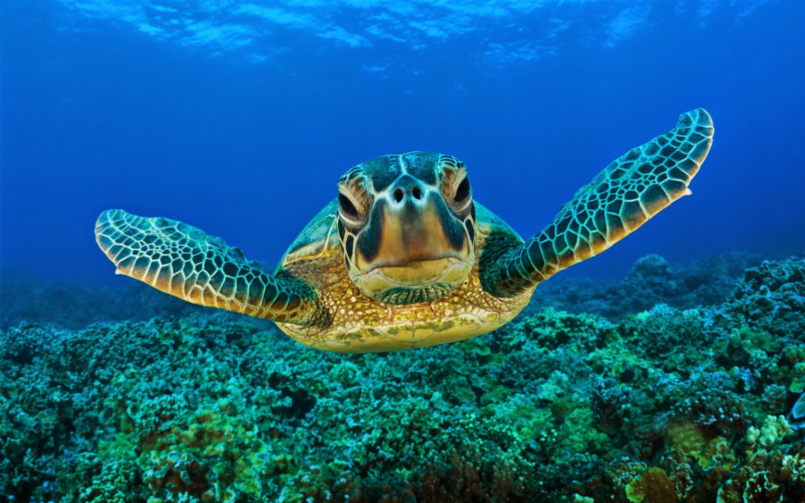 Herpetic's LF: Especies y familias de quelonios.