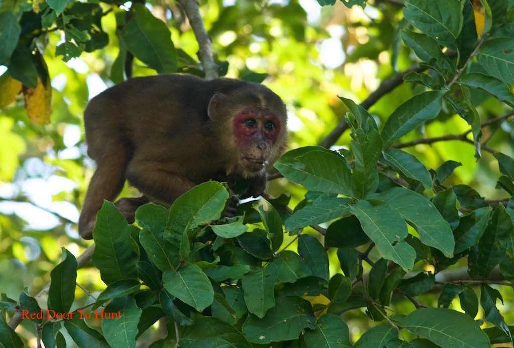 RED Door To Hunt: Laporan Pemerhatian & Kajian Beruk Kentoi~Macaca ...