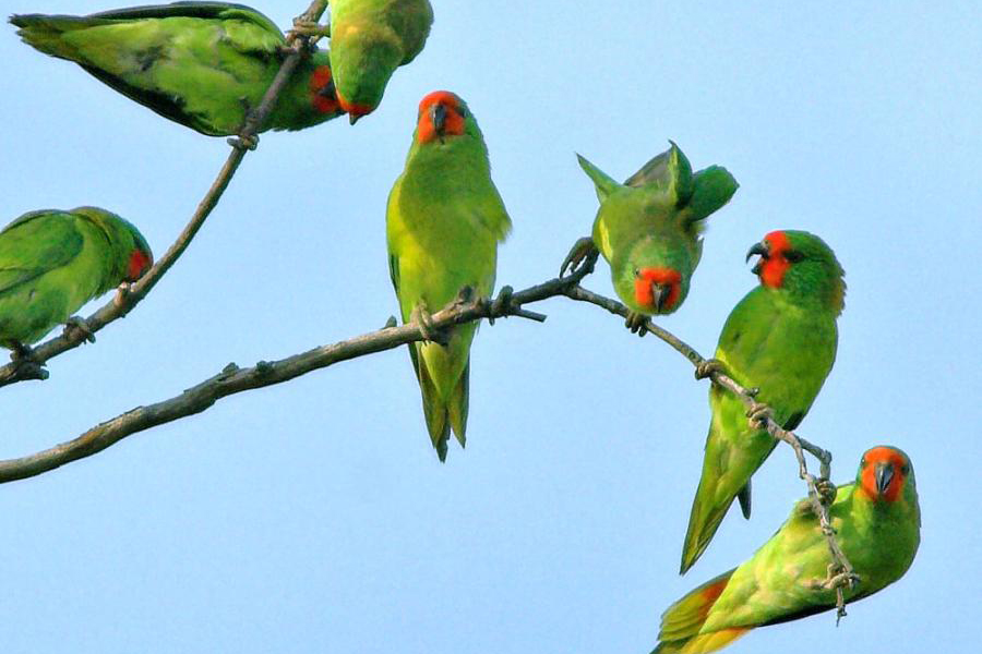 PARROT, PARAKEET, LOREKEET, MACAW - Photo Gallexy | Beautiful and ...