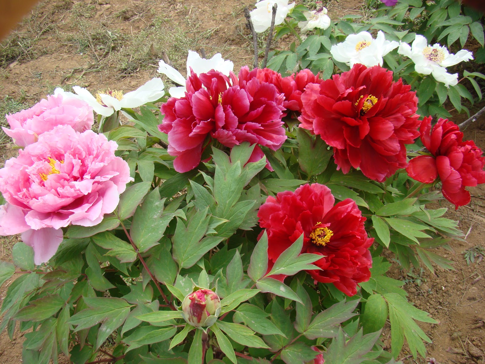 Canadian Peony Society: Combination Peonies