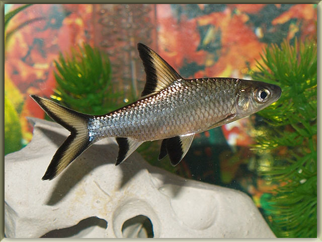 List Of Freshwater Fish Beginning With B | Animals Name A To Z