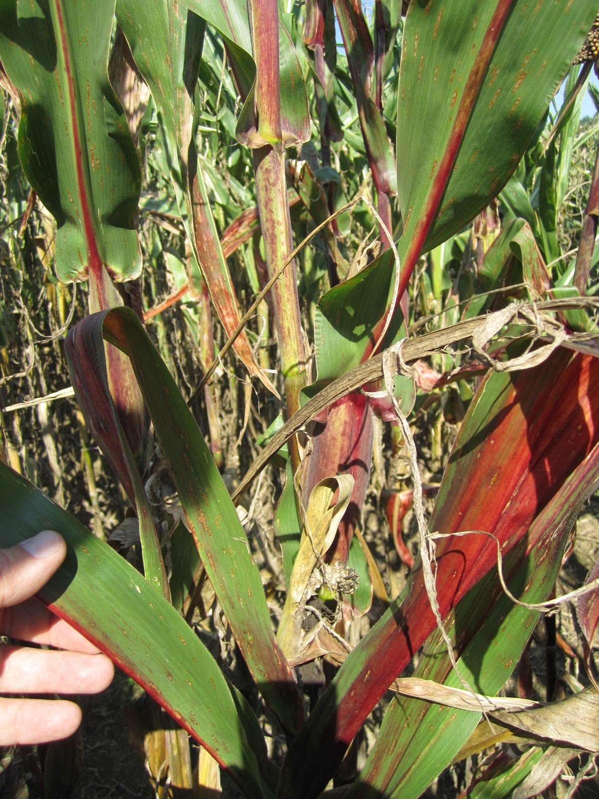 Grain Crops Update: Red corn leaves and stalks