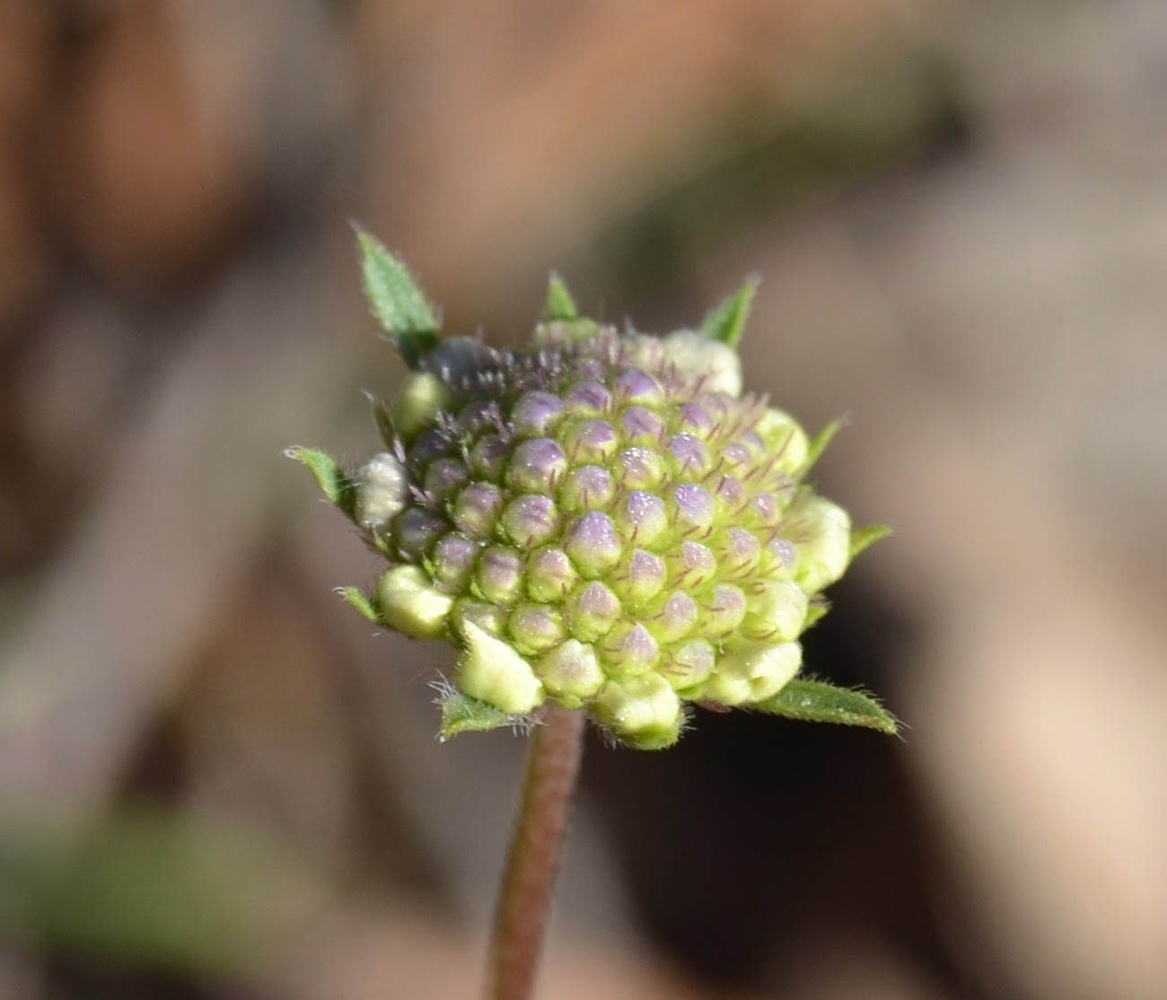 Flora da Serra da Arrábida: Pycnocomon intermedium