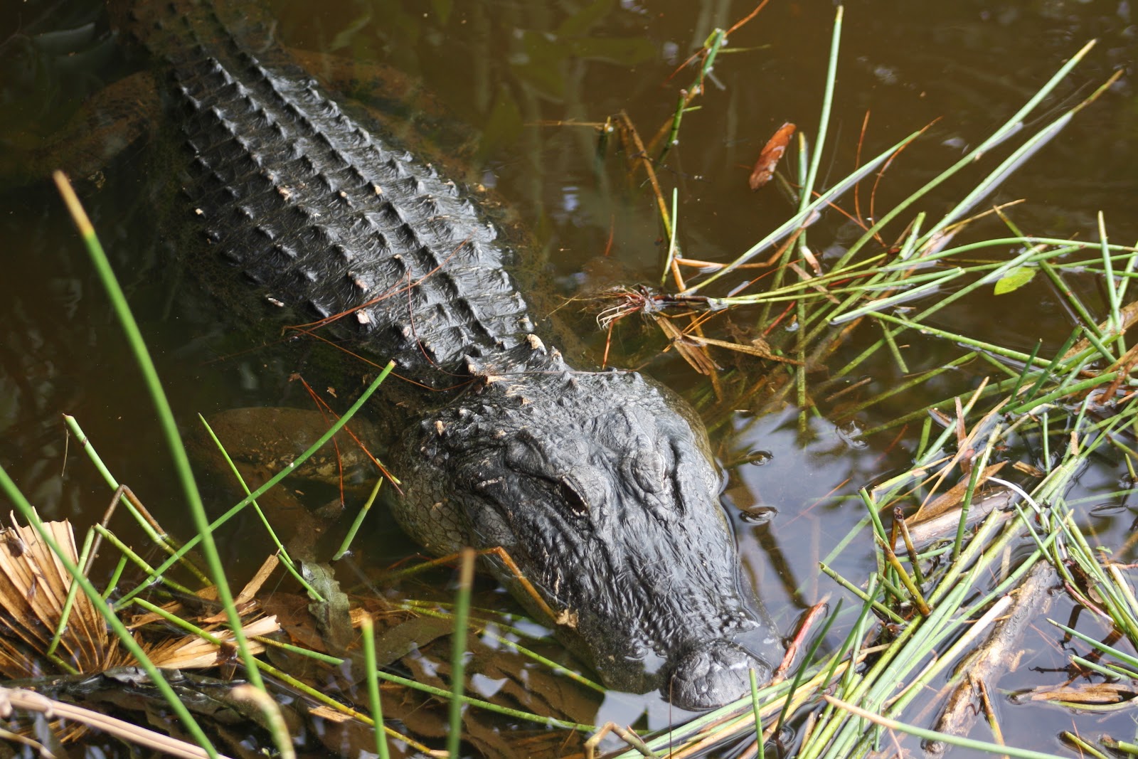 Laura Brownlee's Natural Expressions: Wild Alligators from the Swamps ...