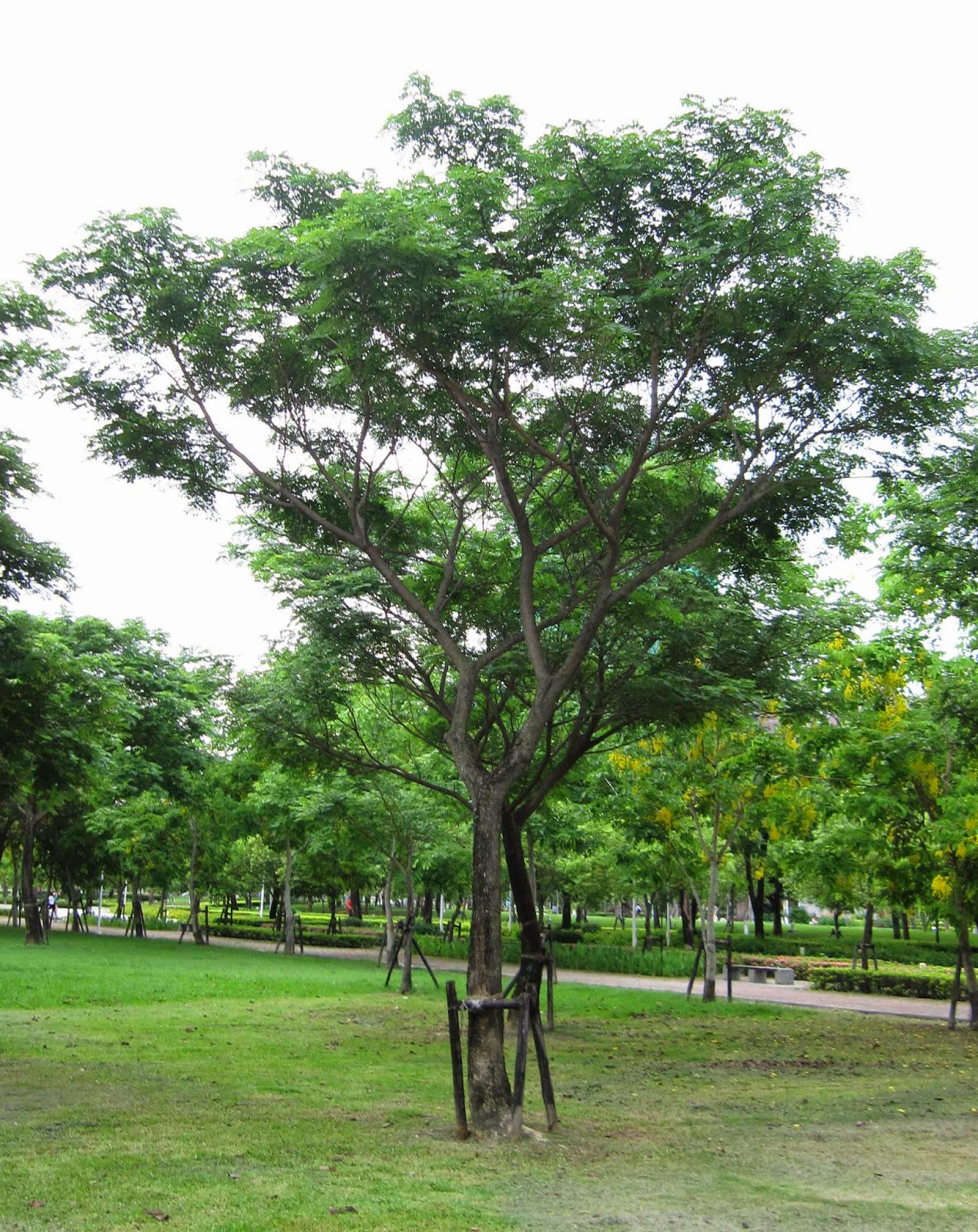 Estudiando Agricultura en Taiwán: Pithecellobium saman como árbol ...