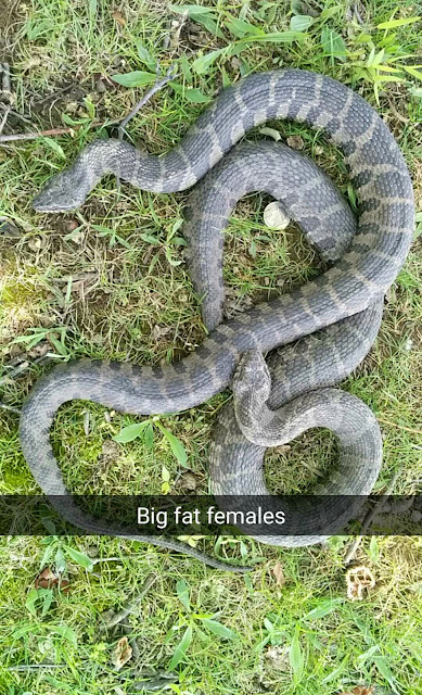 Herpedex: All the Herps I Have Seen In The Wild: Herping in Sangamon ...