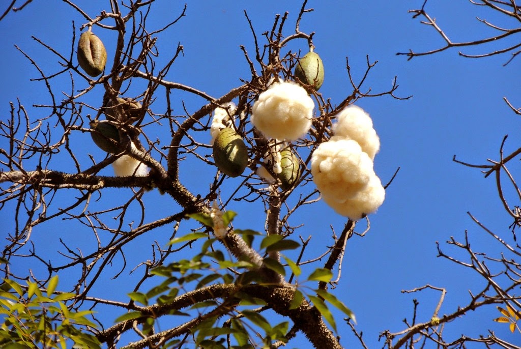 Paineira (Ceiba speciosa A.St.Hil.- Ravenna) | A planta da vez