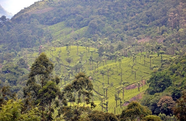 Tamilnadu Tourism: Manimuthar Tea Estate, Manjolai Hills