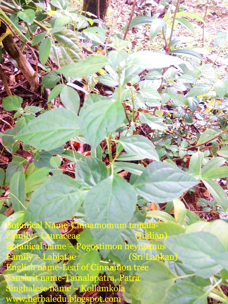 Pogostemon heyneanus /Tamalapatra / Kollankola / Leaf of Cinnamon tree ...