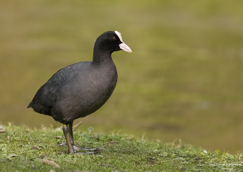 Irma's Natuurbeleving : Meerkoet / Fulica atra