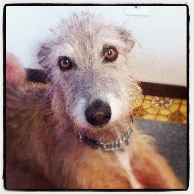 Irish Wolfhounds~Borzoi~Greyhounds~Rescue Dogs: Regal - Irish Wolfhound ...