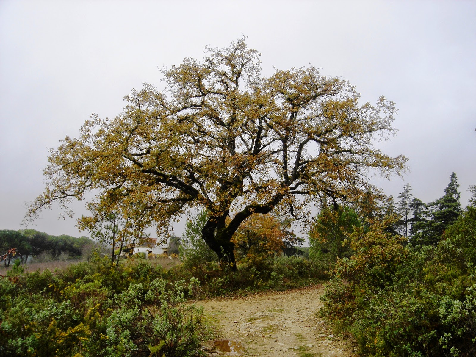 AS MINHAS MELHORES FOTOGRAFIAS: 107 - Carvalho Português II