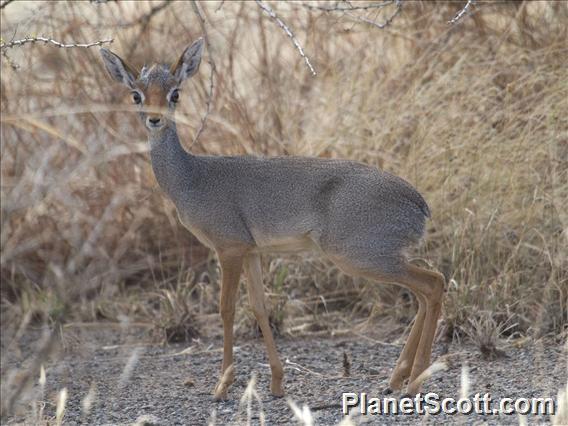 Mamíferos y marsupiales mammals of the earth: Dikdik de Salt (Madoqua ...