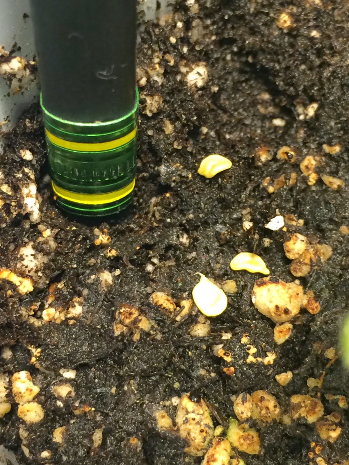 The Eternal Garden: Germinating Pepper Seeds Indoors