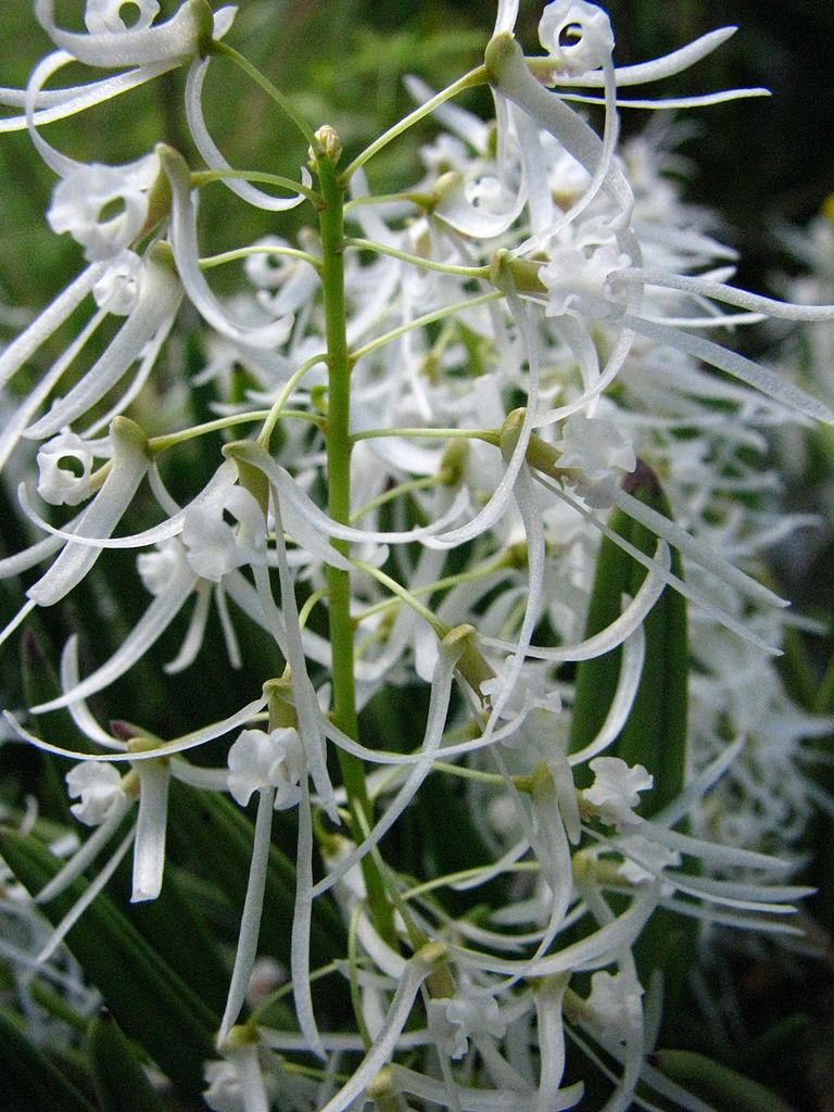 Dockrillia wassellii care and culture | Travaldo's blog