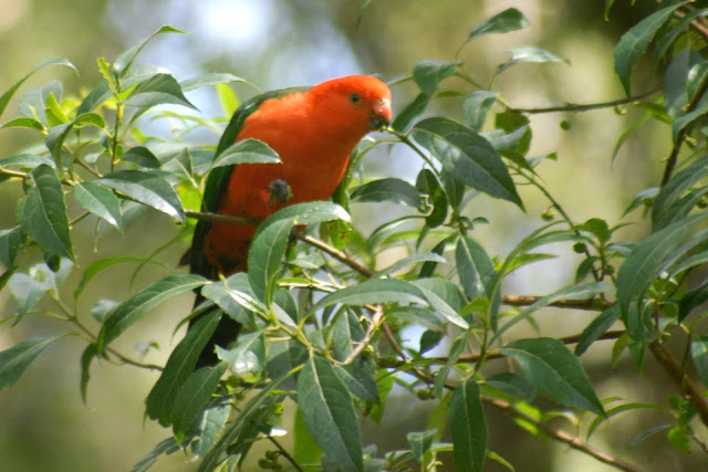 Kay Parkin Birding: Toolangi State Forest and Yarra Ranges National ...
