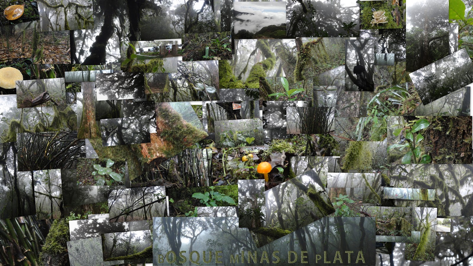 Bosque Minas de Plata: Collage de fotos: Bosque Minas De Plata
