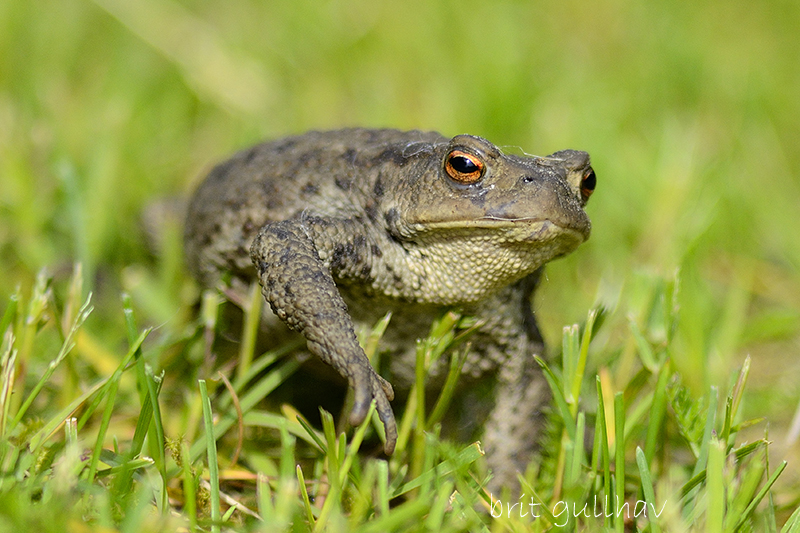 BritsBesteBilder: Padde : Bufo bufo